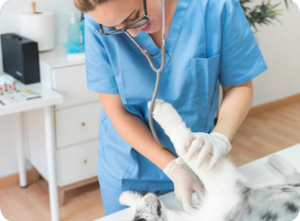 Usluge VetPro - VetPro - Veterinarska Laboratorija