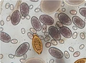 VetPro - Veterinarska Laboratorija