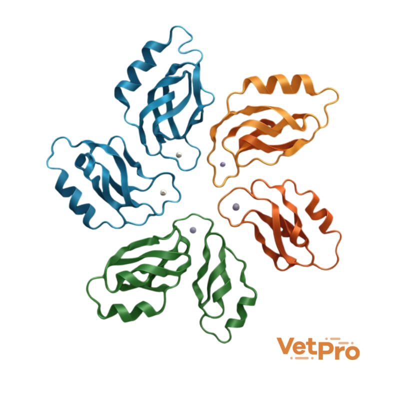 CRP kod pasa, brzi pokazatelj upale - VetPro - Veterinarska Laboratorija